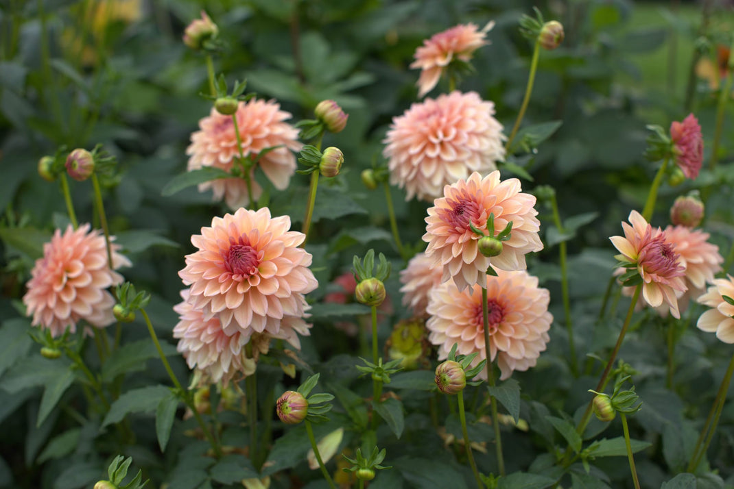 Amelia's Flower Library