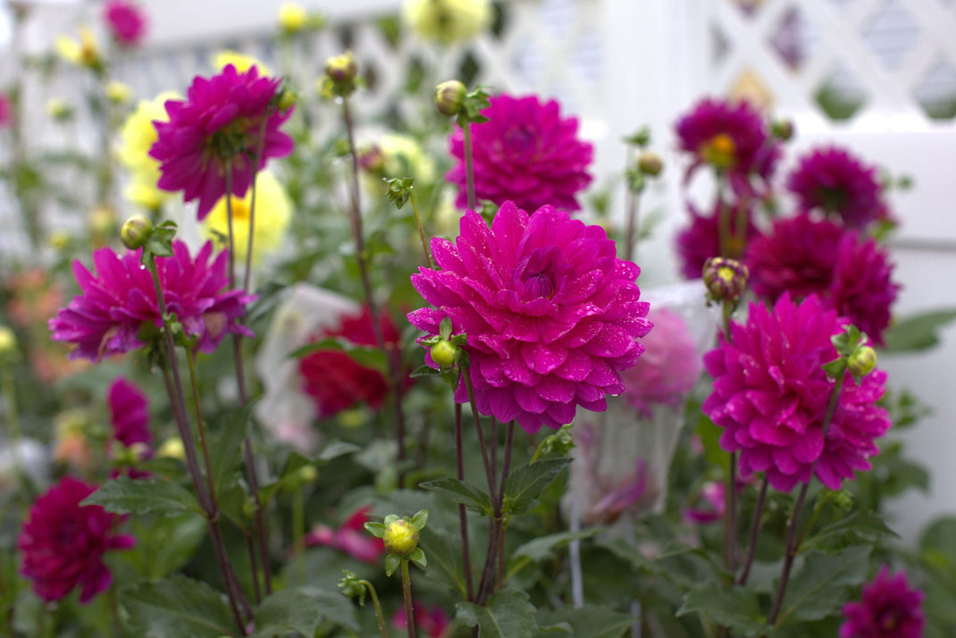 Amelia's Flower Library