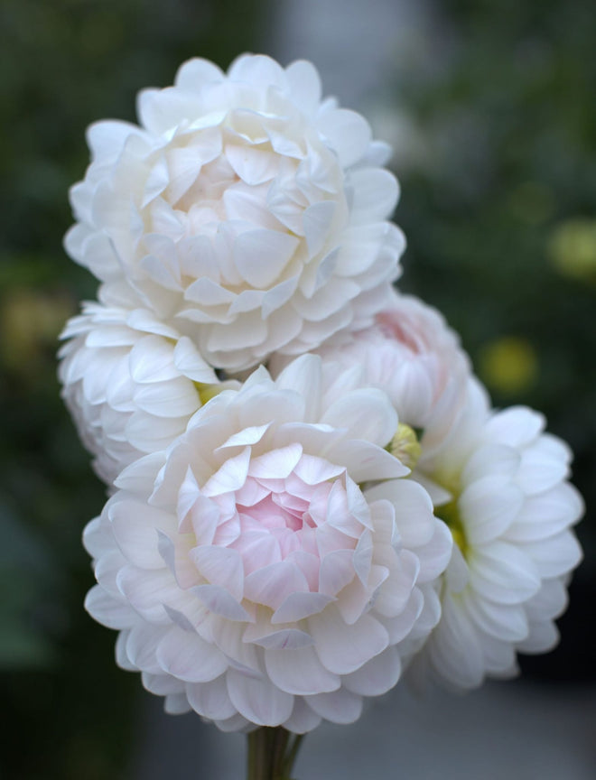 Amelia's Flower Library